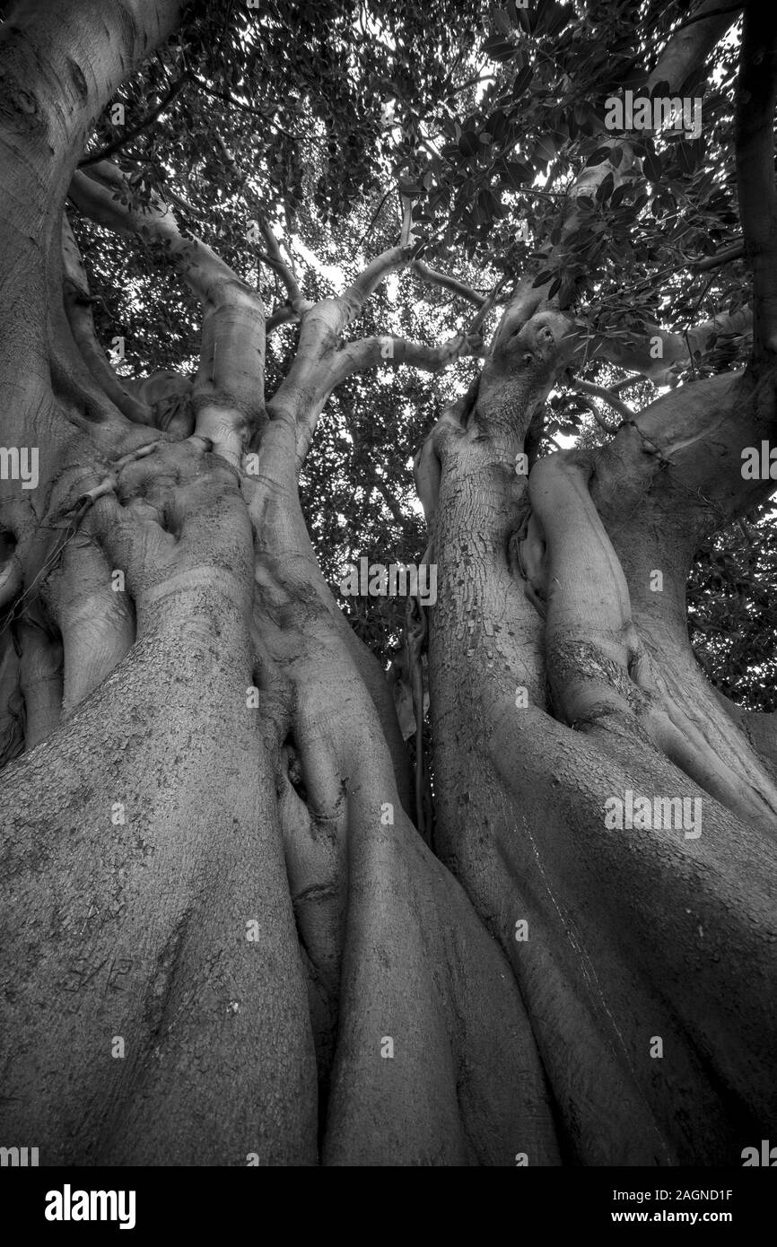 Low angle shot of beautiful old curvy trees in grayscale under sunny ...