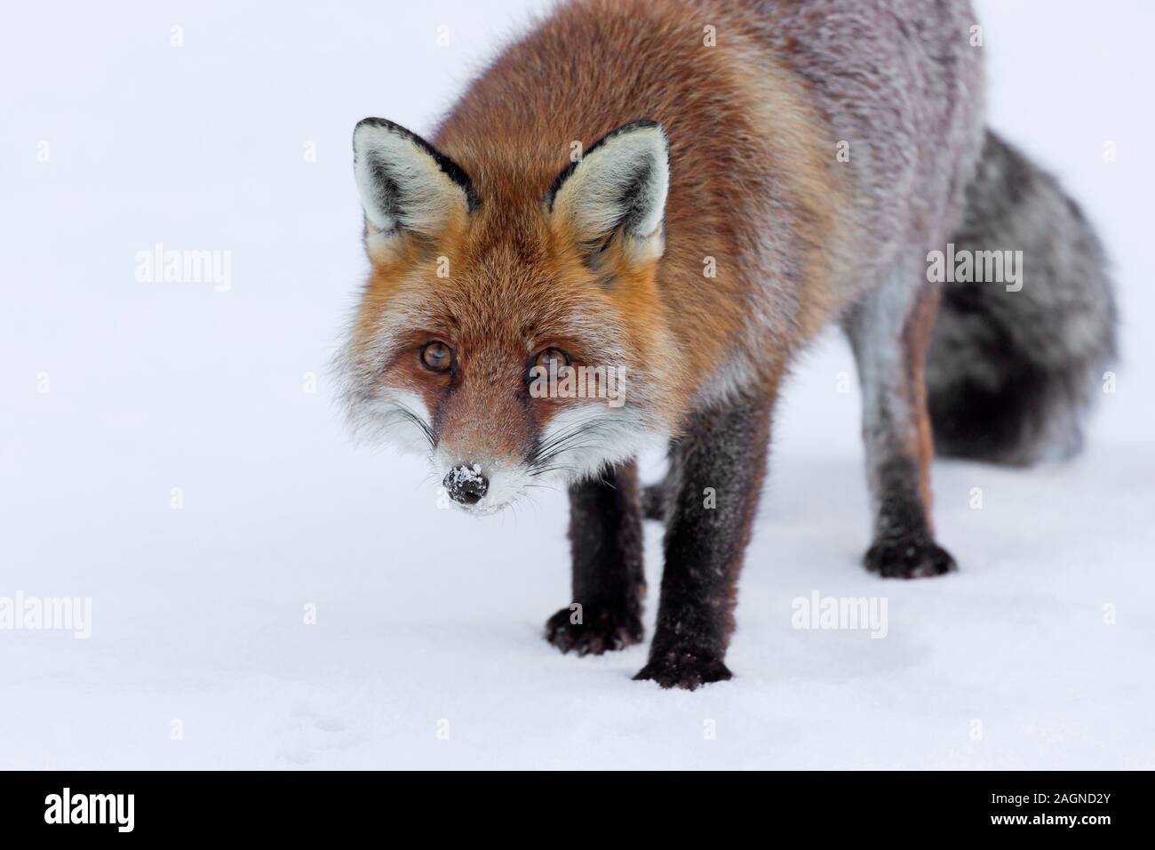 Fox looking up hi-res stock photography and images - Alamy