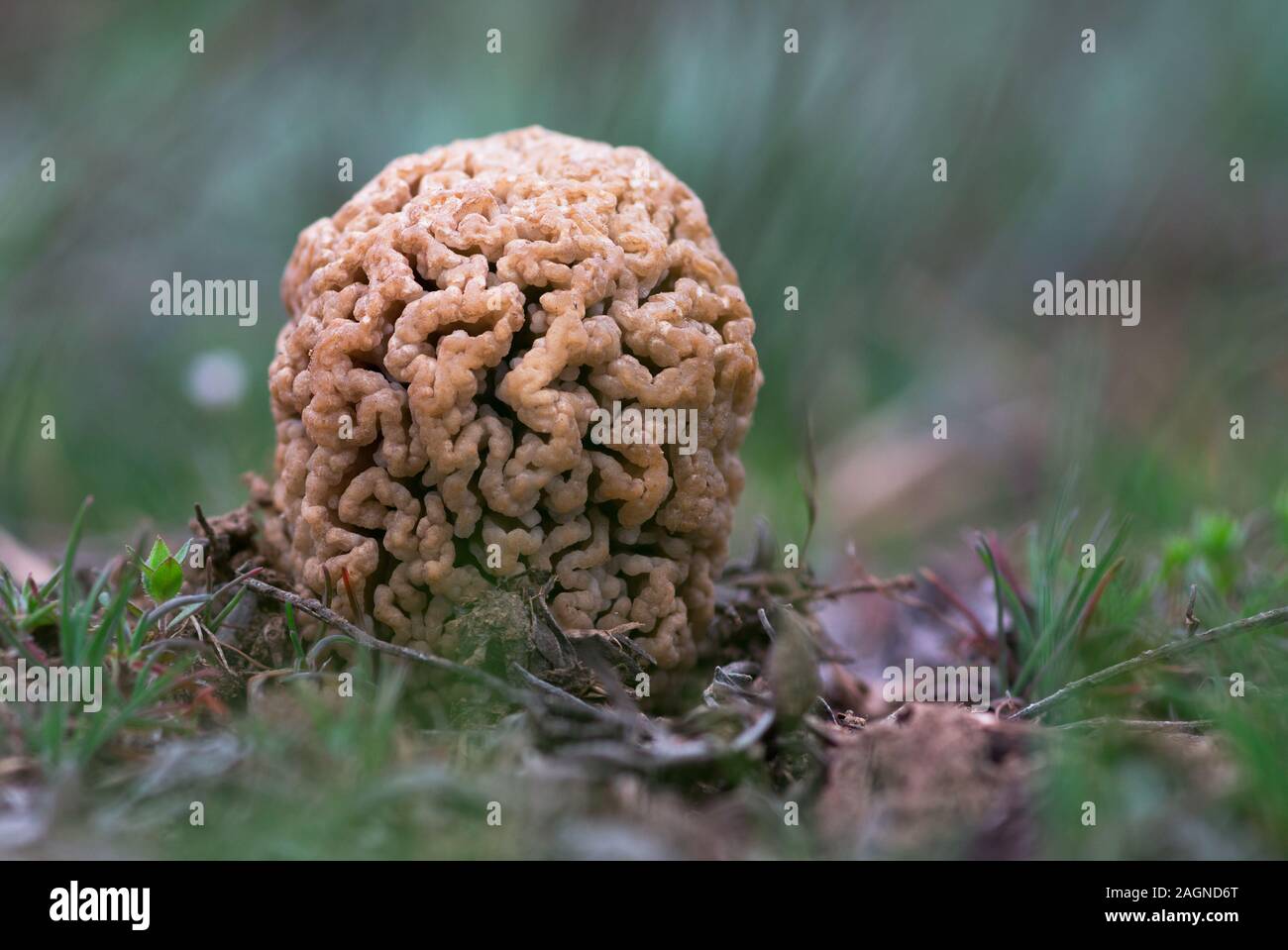 Morchellaceae High Resolution Stock Photography and Images - Alamy