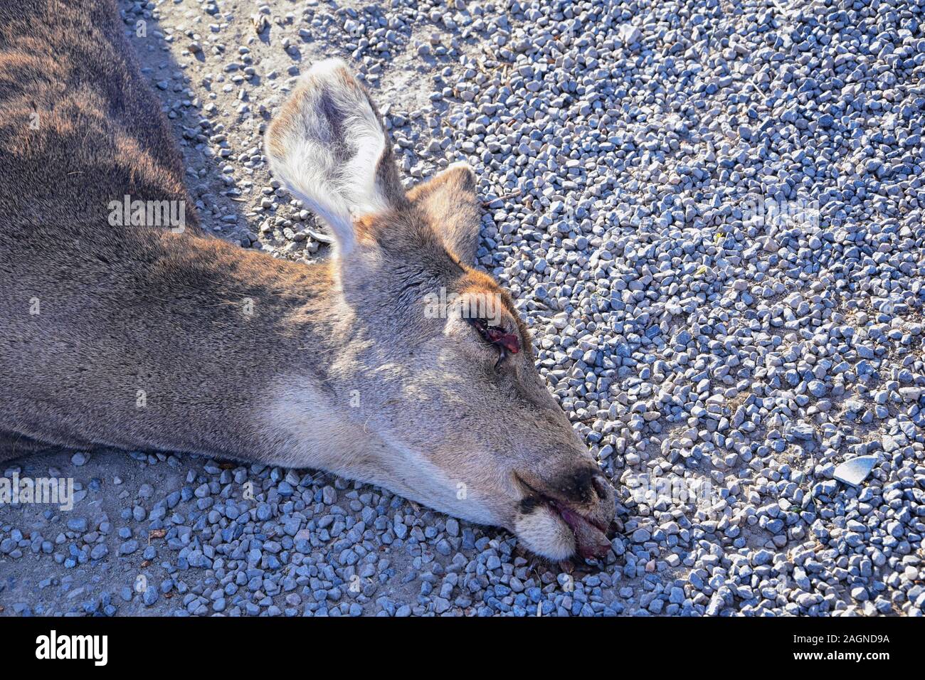 Dead White-tailed or mule doe deer hit by a car or truck lying killed ...