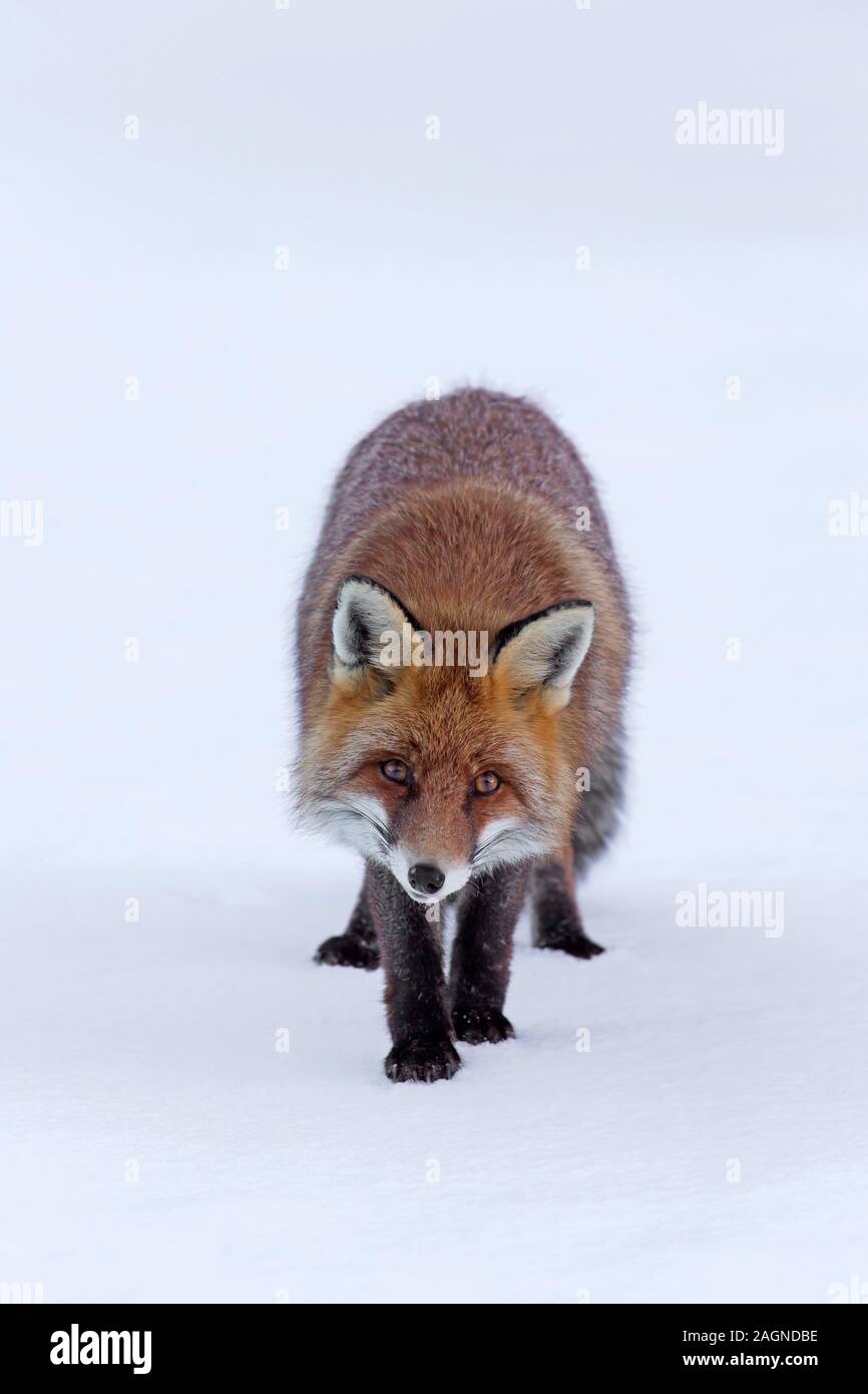 Red fox stalking hi-res stock photography and images - Alamy