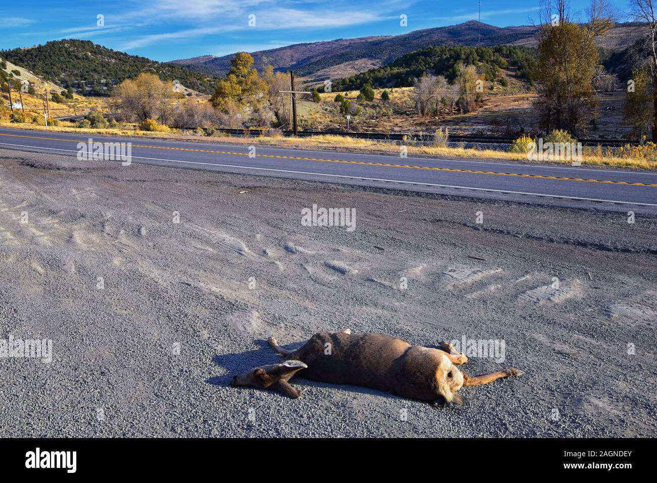 Dead White-tailed or mule doe deer hit by a car or truck lying killed ...