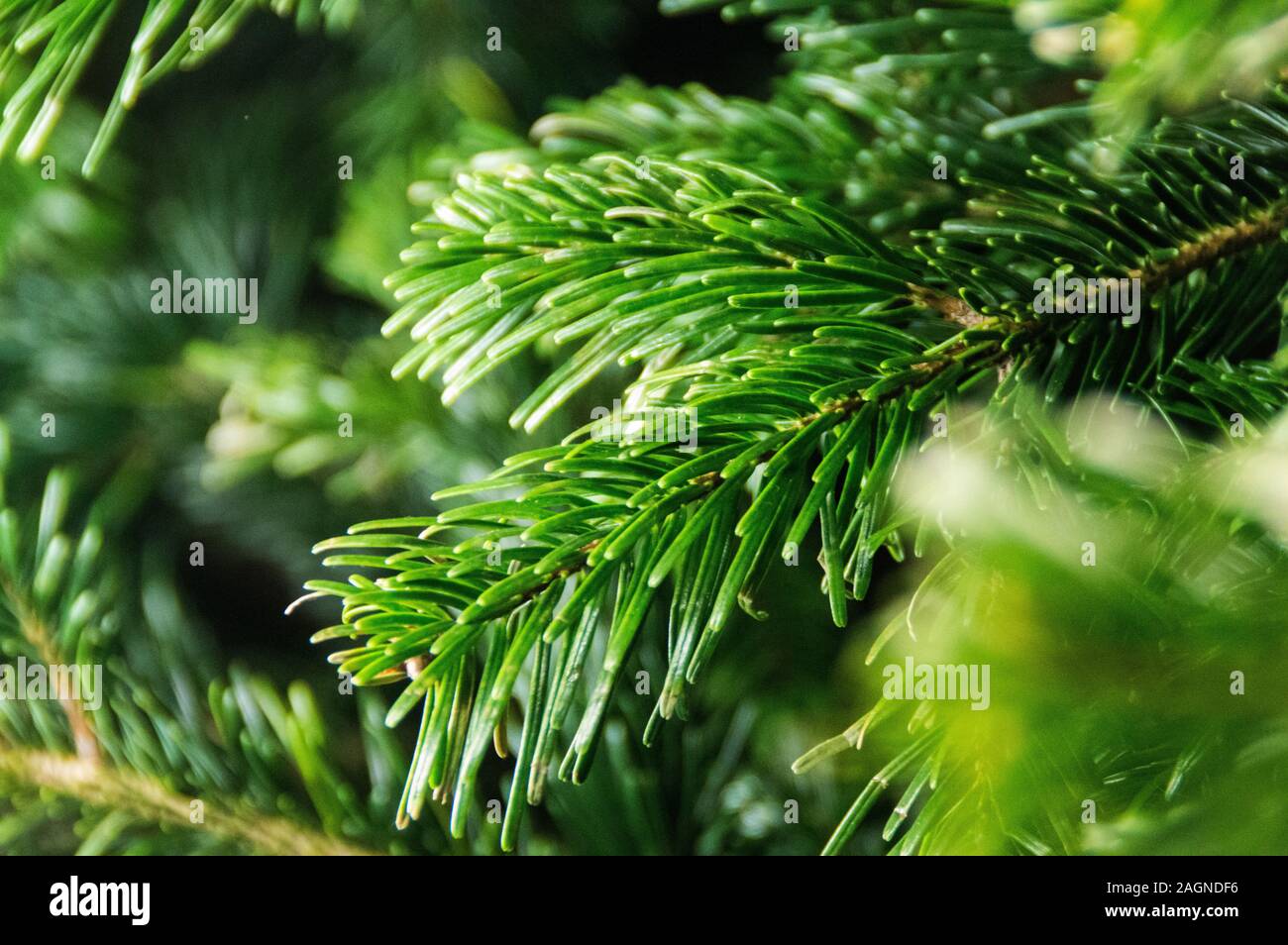 Needles of a Christmas tree in a close-up Shot Stock Photo - Alamy