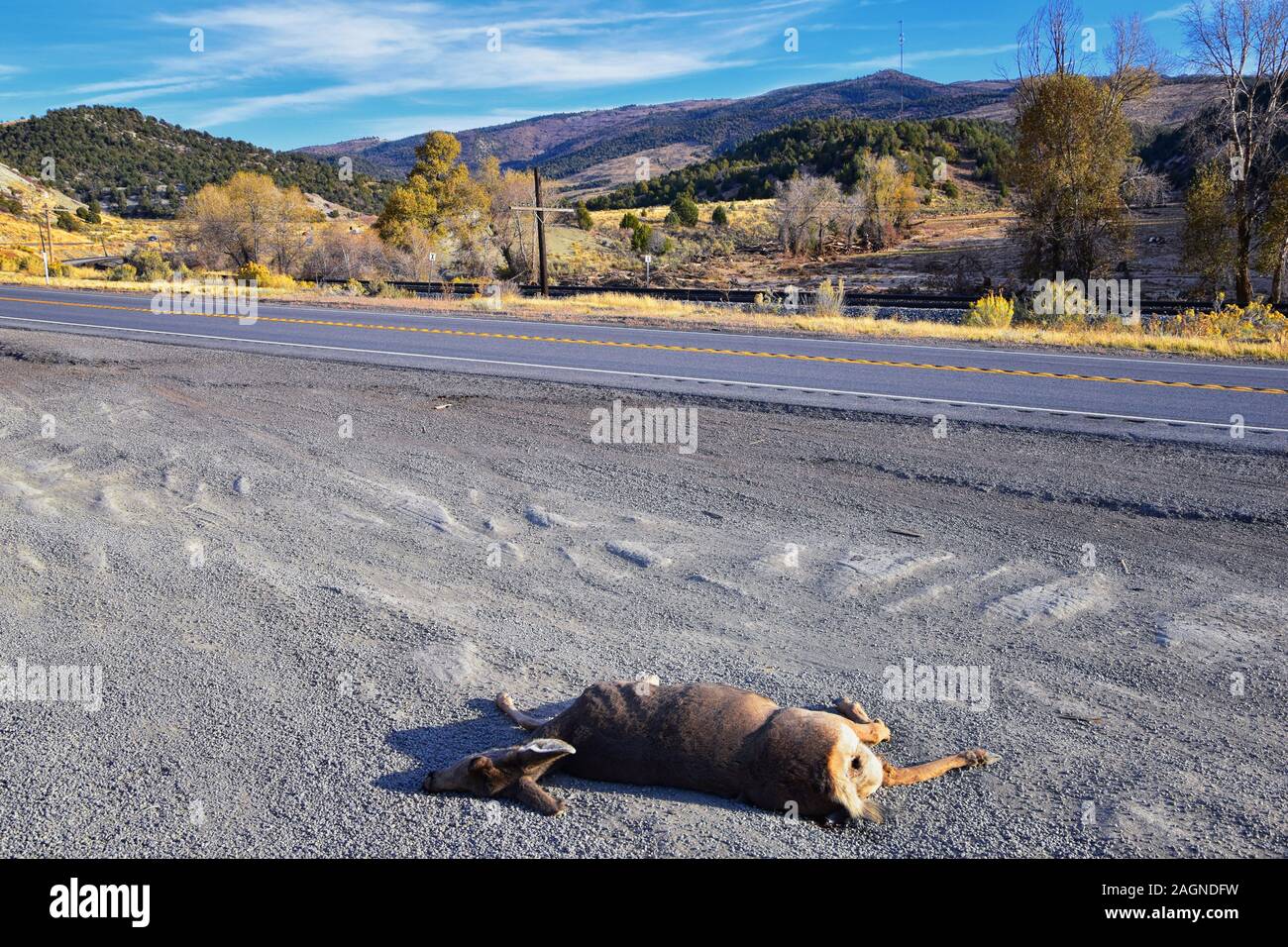Dead Mule High Resolution Stock Photography and Images - Alamy