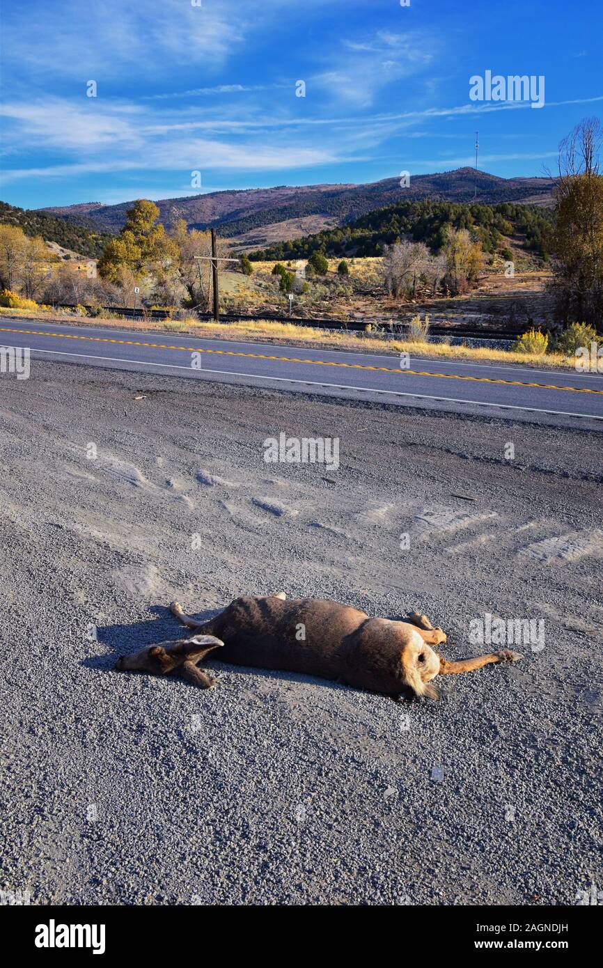 Killed white tailed deer hi-res stock photography and images - Alamy