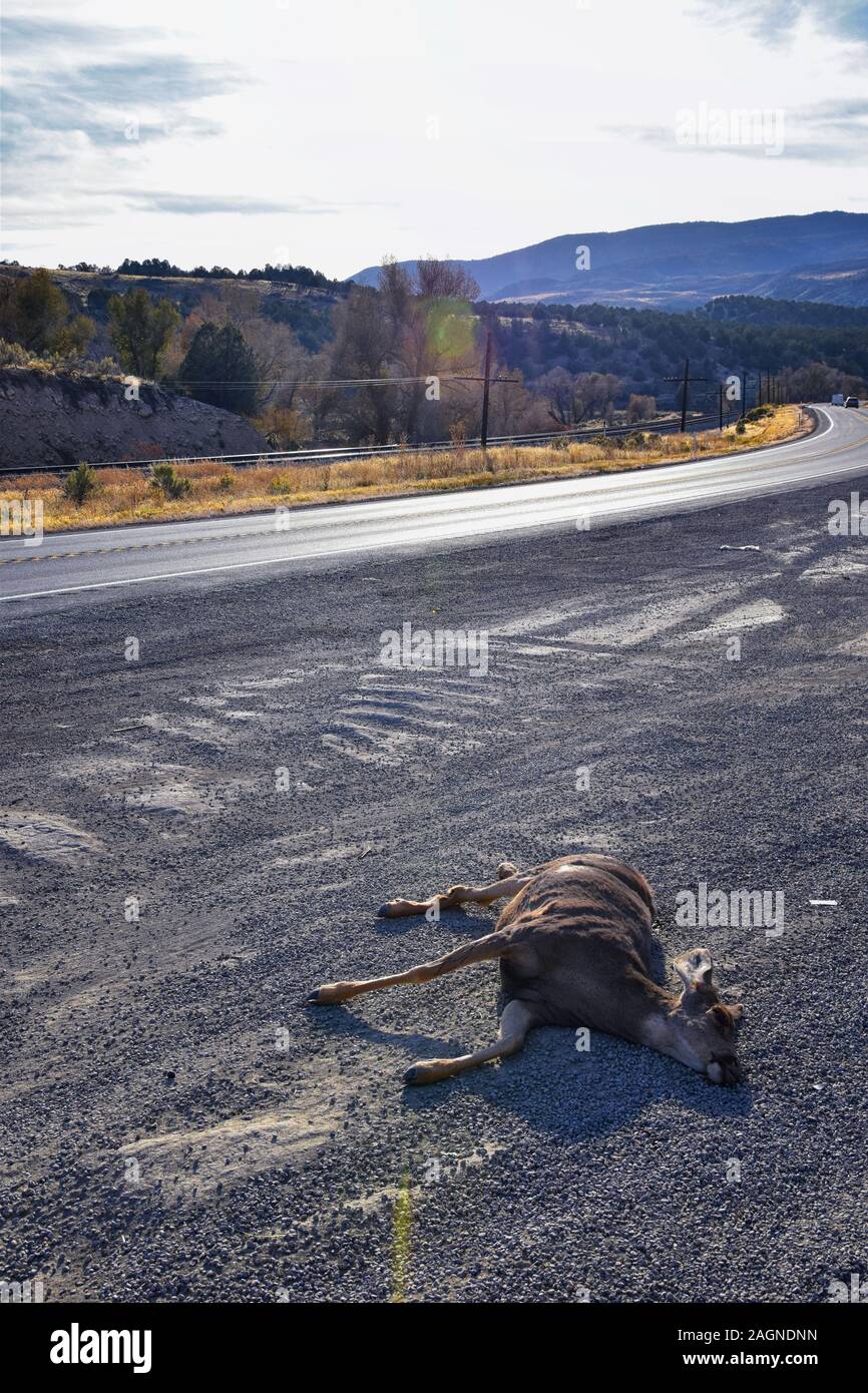 Dead White-tailed or mule doe deer hit by a car or truck lying killed ...