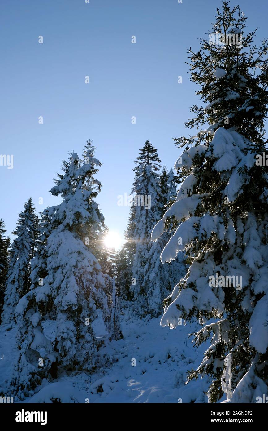 snowy spruce forest landscape in tonya trabzon turkey Stock Photo - Alamy