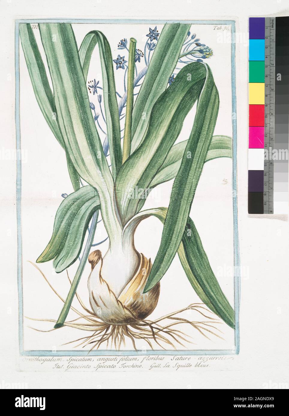 Title page of vols. 2-5: Hortus Romanus secundum systema Turnefortii a ...