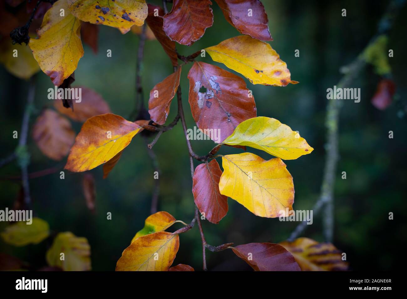 Autumn Leaves in the UK Stock Photo - Alamy