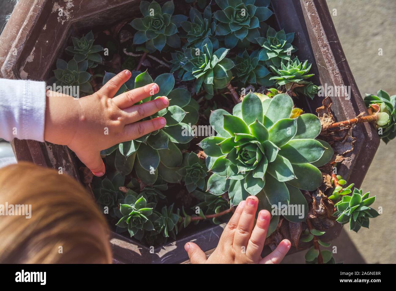 High angle shot of the hands of a baby touching the exotic plants ...