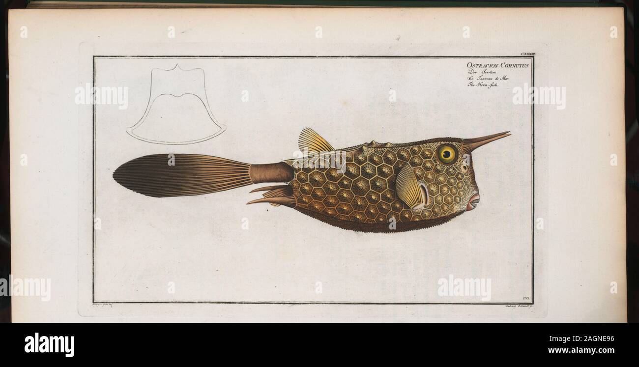 Horn fish hi-res stock photography and images - Alamy