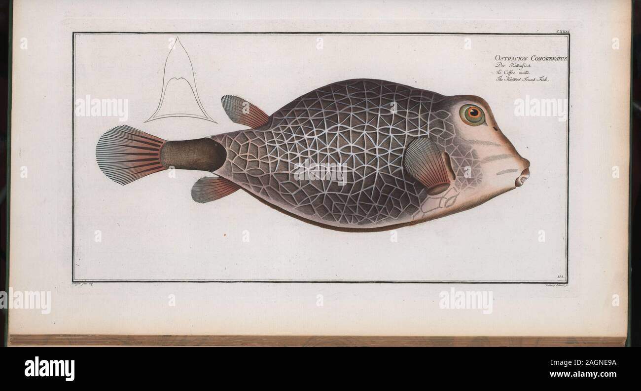 Gross, 1994, #120; Ostracion Concatenatus, The Knitted -Trunk-Fish ...