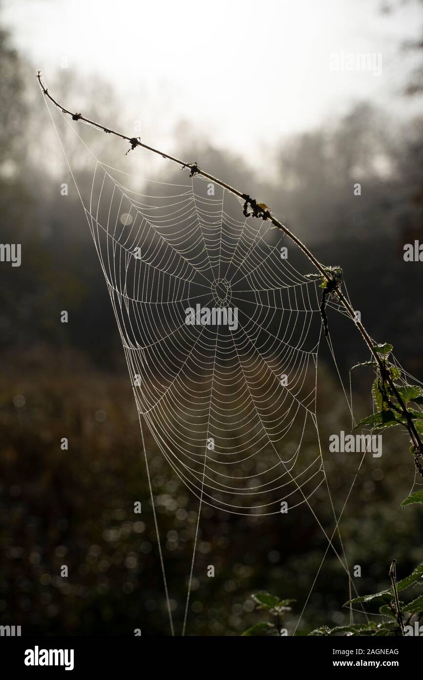 English spiders hi-res stock photography and images - Alamy