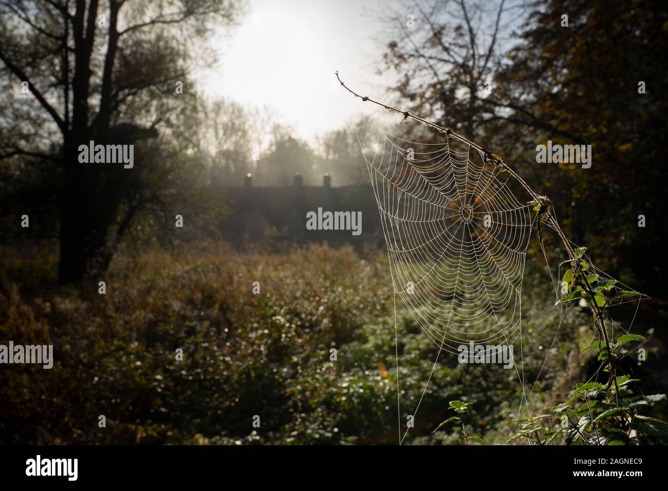 English spiders hi-res stock photography and images - Alamy