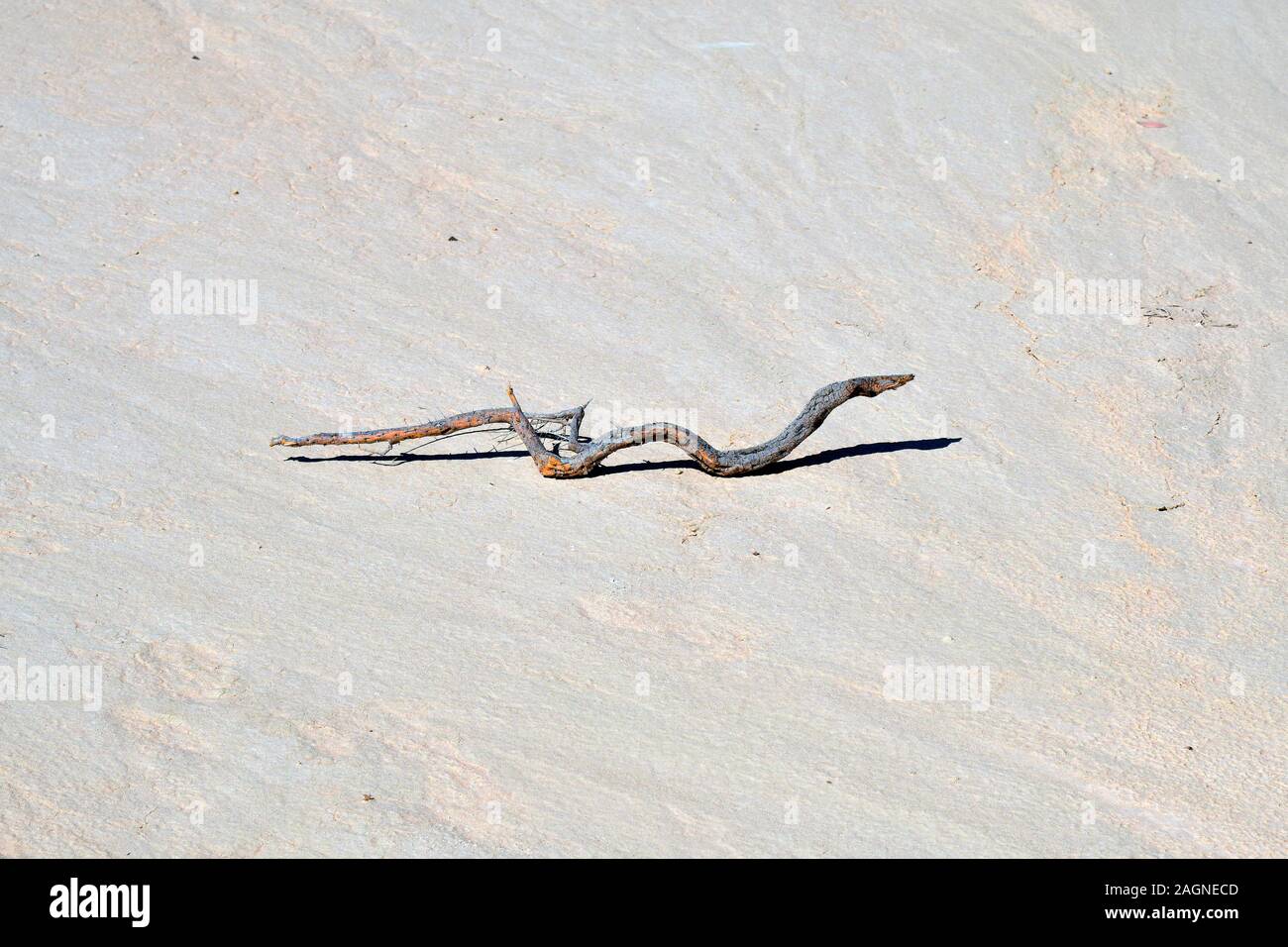 Australia sand snake hi-res stock photography and images - Alamy