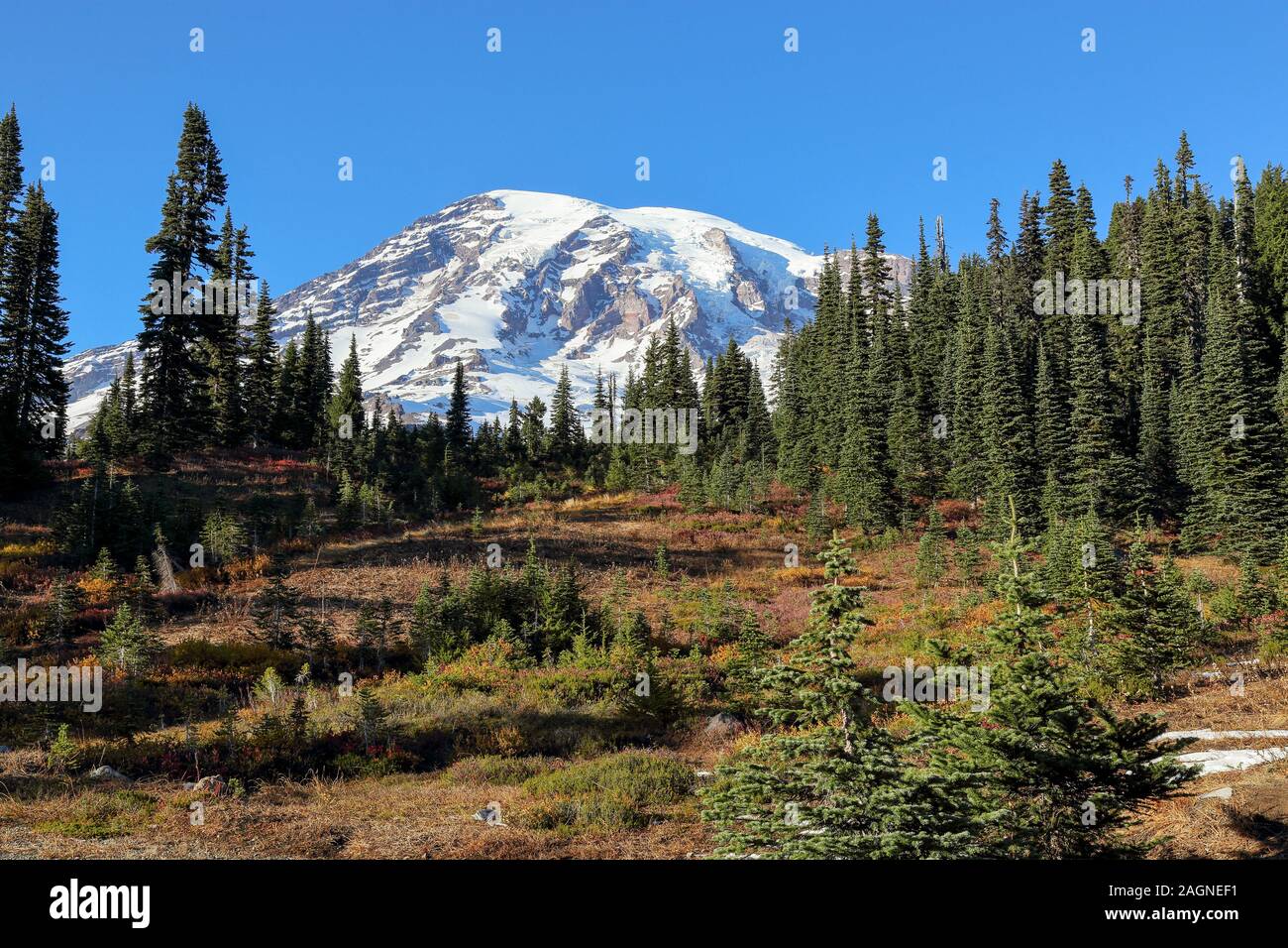 full of fall colors to winter transition displayed at Mount Rainier ...