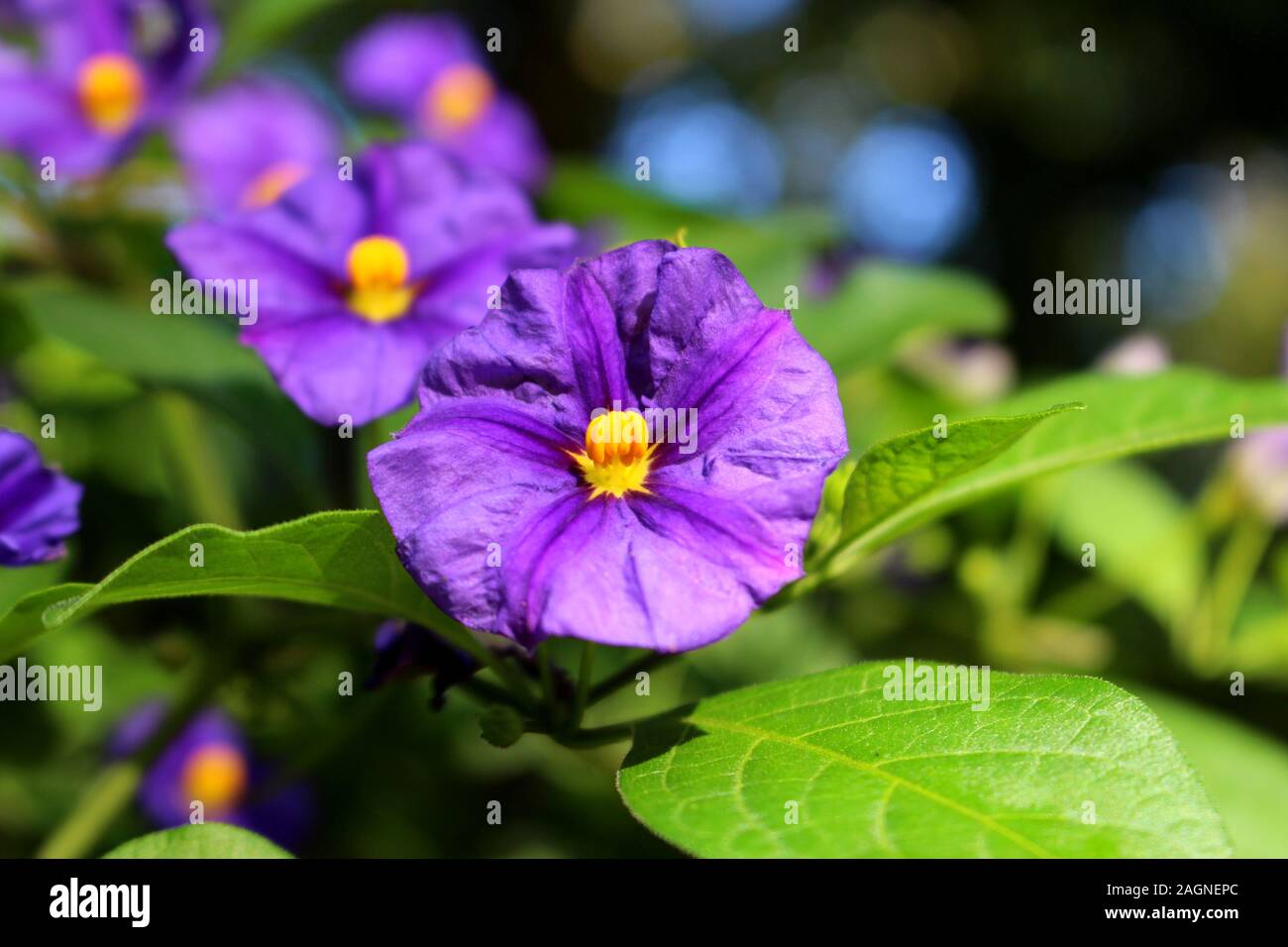 Kangaroo apple hi-res stock photography and images - Alamy