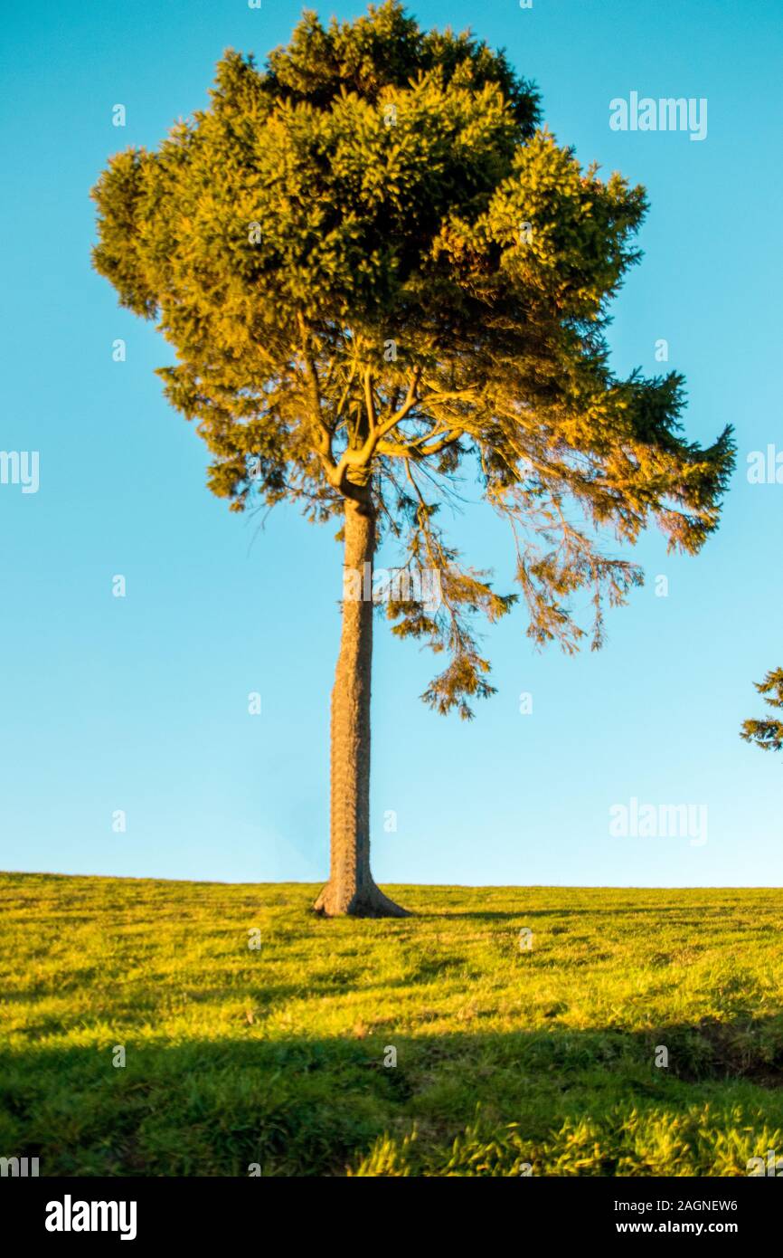 A lone tree in the heart of the United Kingdom Stock Photo - Alamy