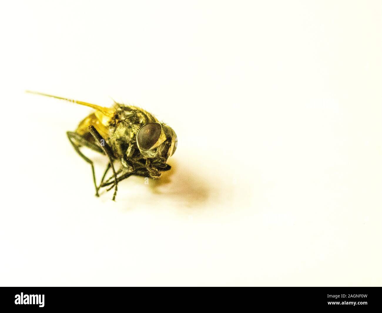 A dead fly against a white background Stock Photo - Alamy