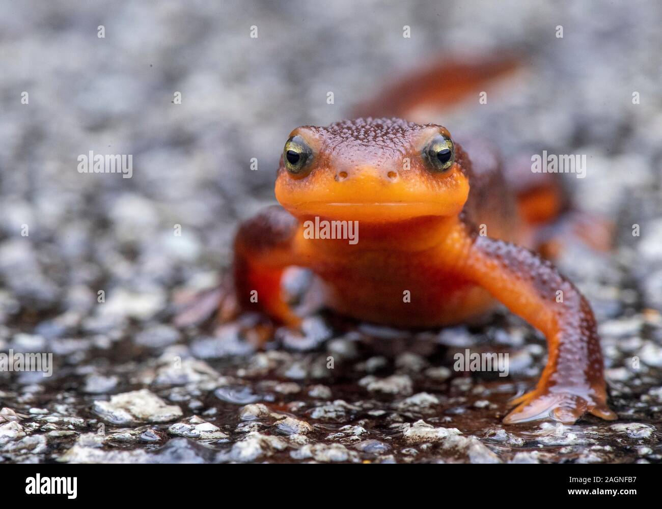 Roseburg, OREGON, USA. 20th Dec, 2019. A rough skinned newt crosses a rain wet road near Elkton ...