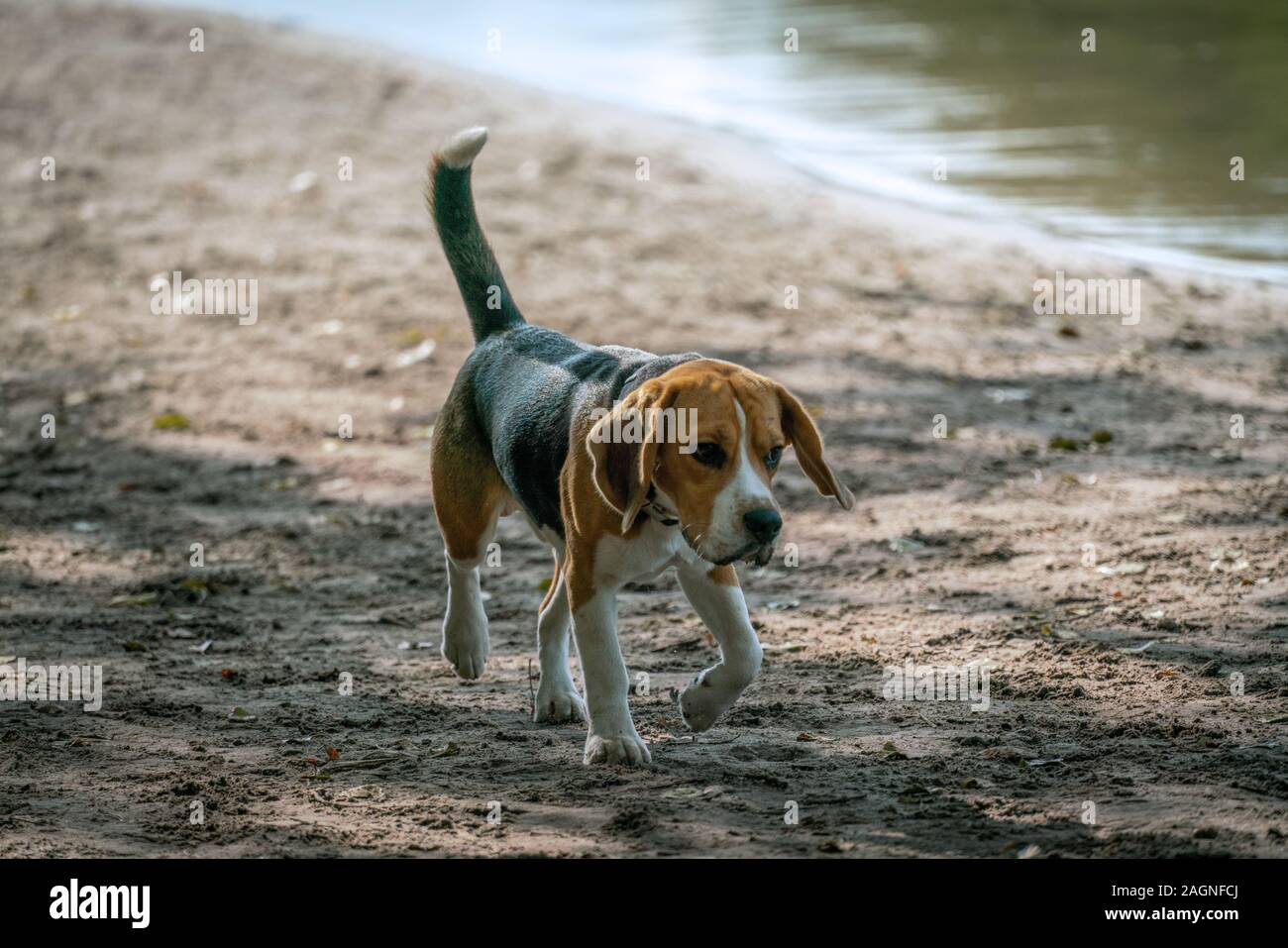 Beagle Beach High Resolution Stock Photography and Images - Alamy