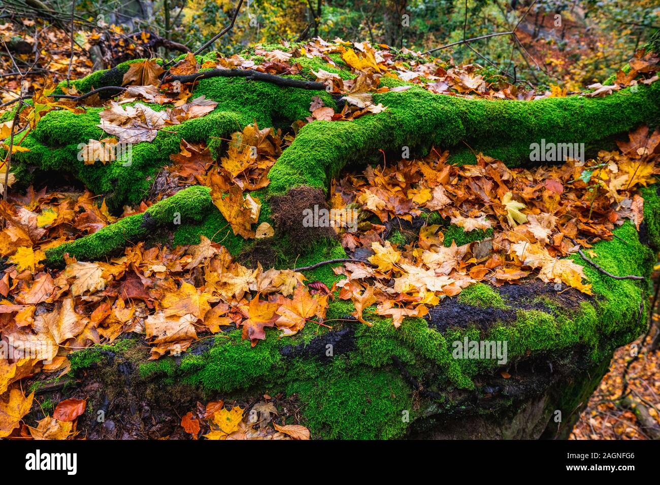 Surreal fairy tale fine art spooky fantasy color outdoor image of ...