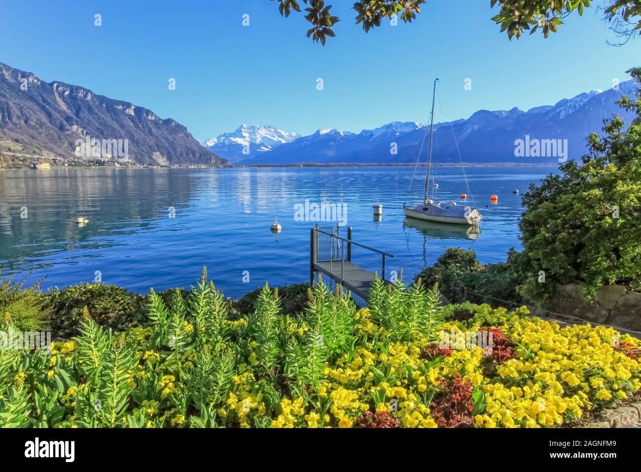 Colorful springtime flowers at Geneva lake and Alps mountains in Stock ...