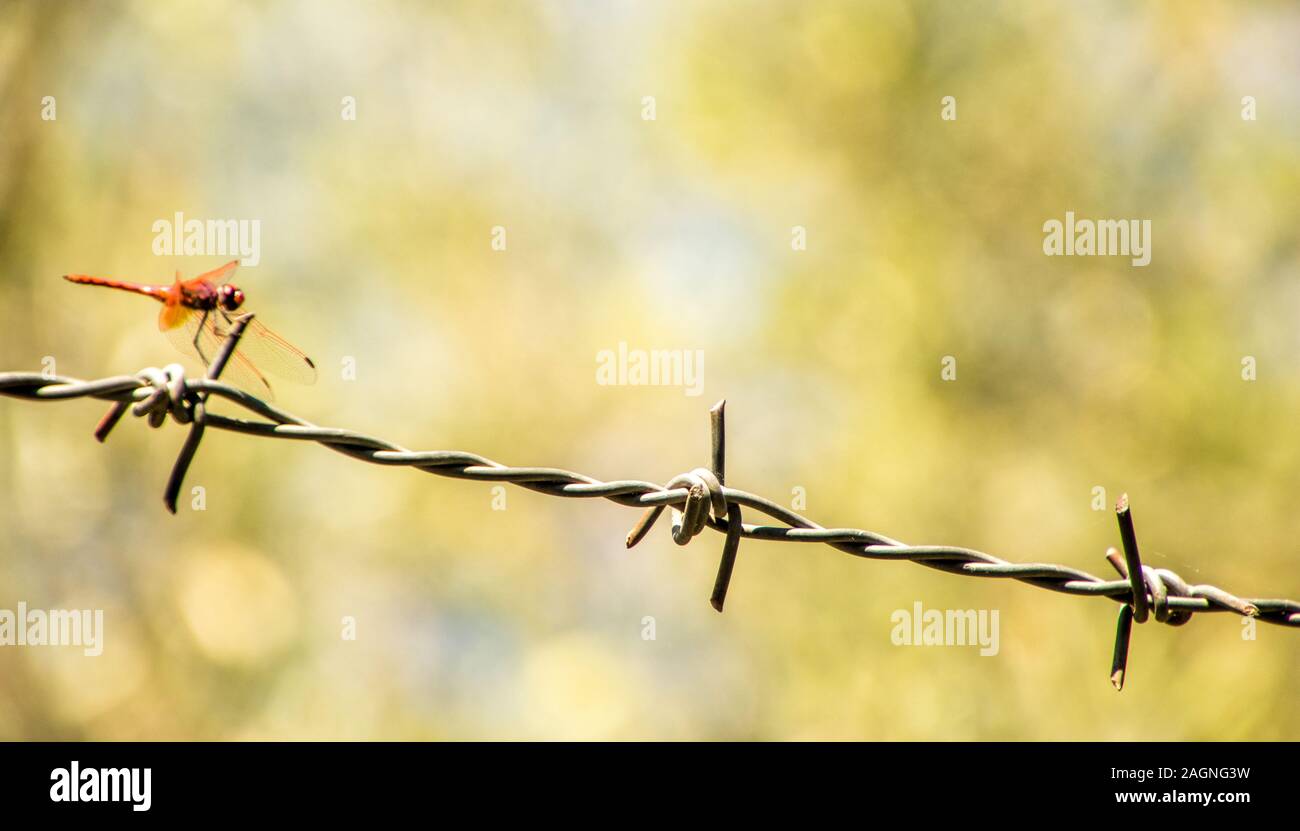 A beautiful Red Dragonfly sitting on a strip of barbed wire Stock Photo ...
