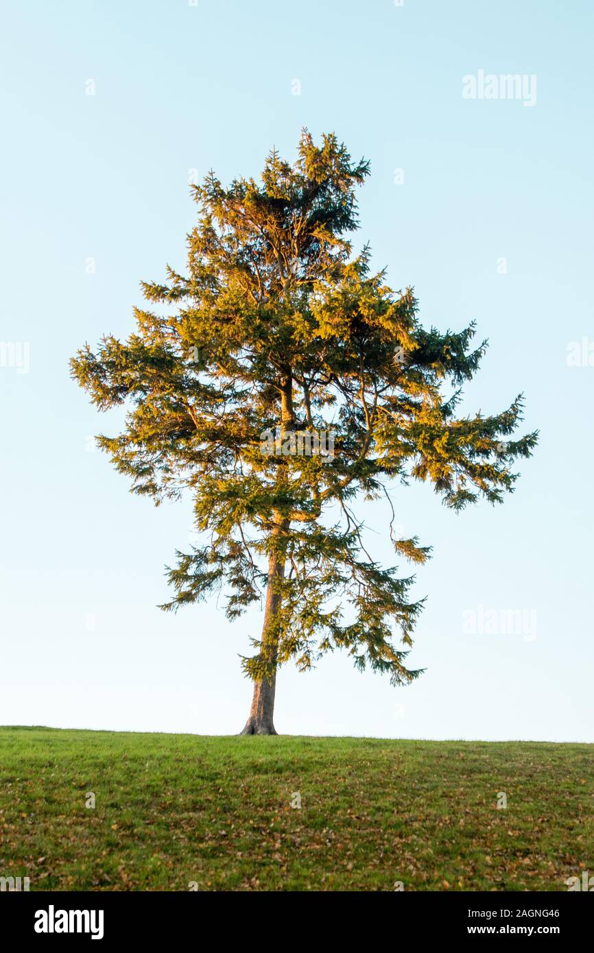 A lone tree in the heart of the United Kingdom Stock Photo - Alamy