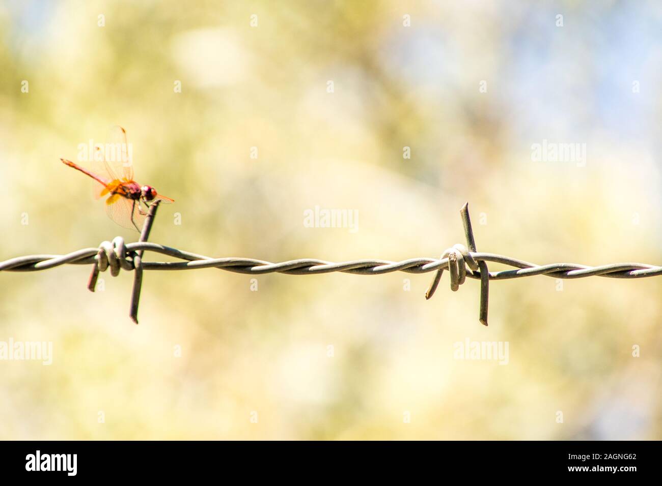 A beautiful Red Dragonfly sitting on a strip of barbed wire Stock Photo ...