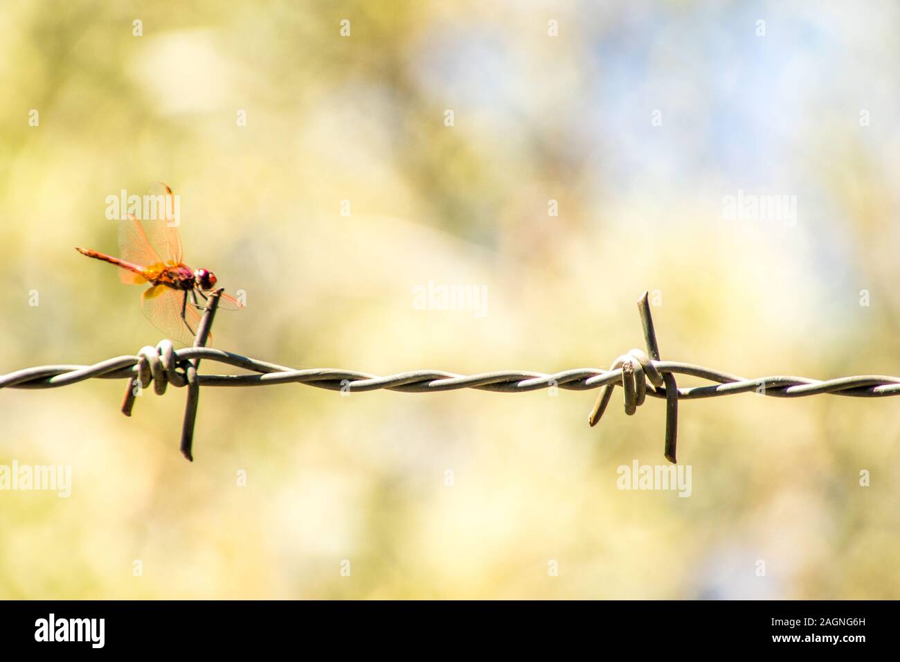 A beautiful Red Dragonfly sitting on a strip of barbed wire Stock Photo ...