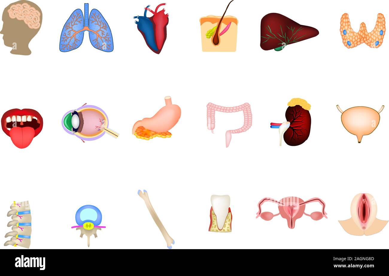 A set of human organs. Brain, Heart, Lungs, Spine, Liver, Skin, Stomach ...