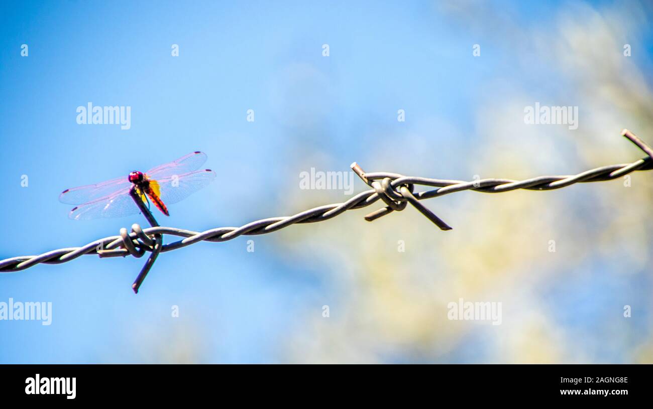 A beautiful Red Dragonfly sitting on a strip of barbed wire Stock Photo ...