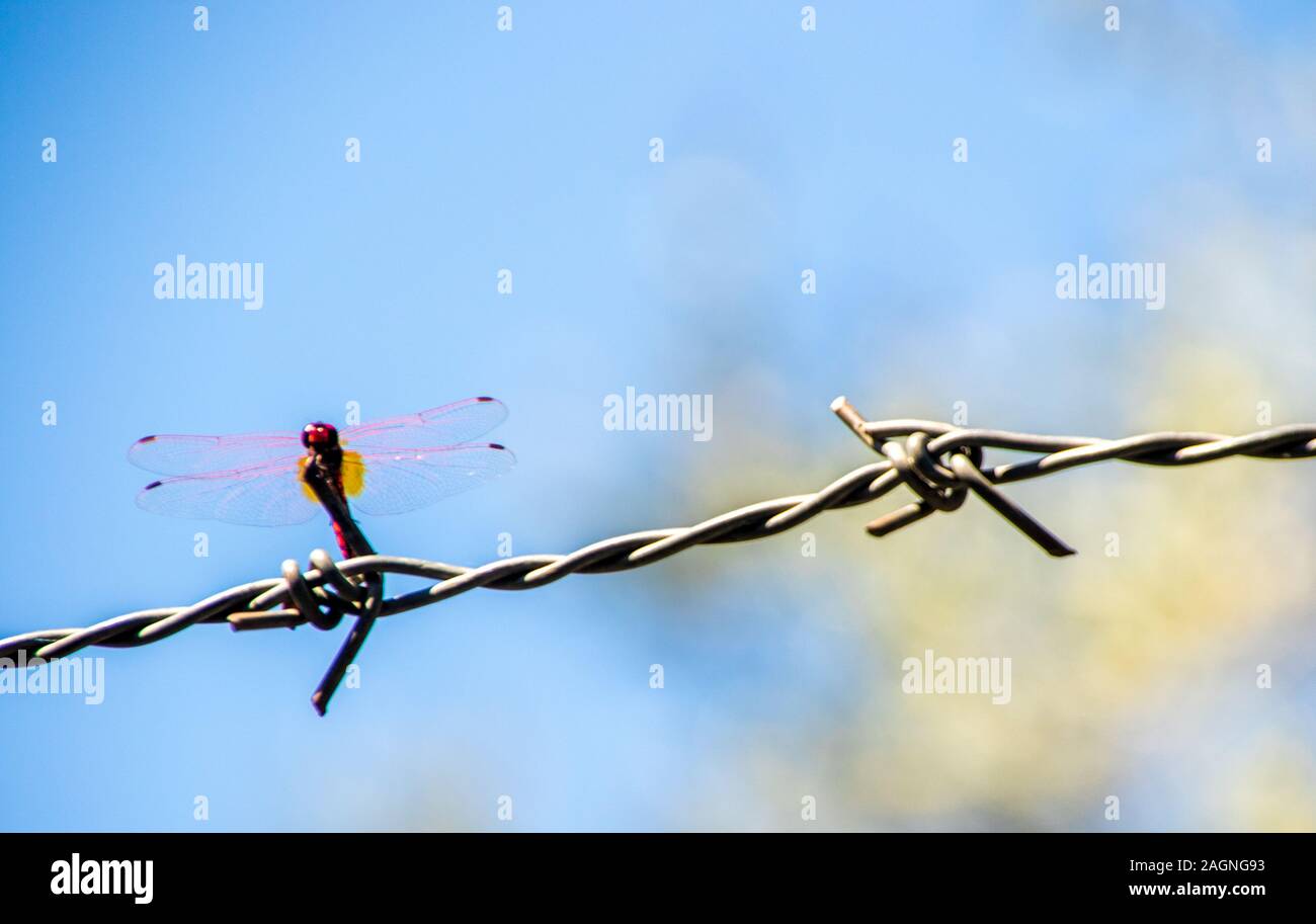A beautiful Red Dragonfly sitting on a strip of barbed wire Stock Photo ...