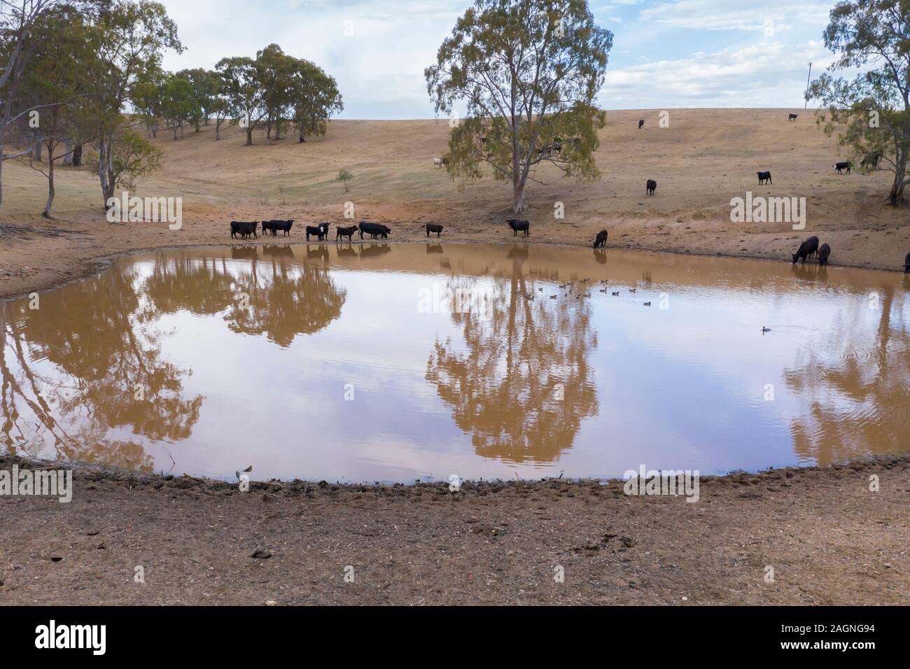 Aerial view of an agricultural water dam with cows and ducks outside of ...