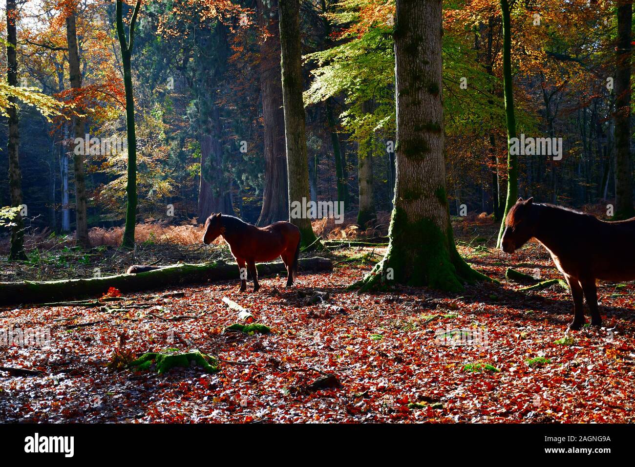 New Forest Uk Autumn Horses High Resolution Stock Photography and ...