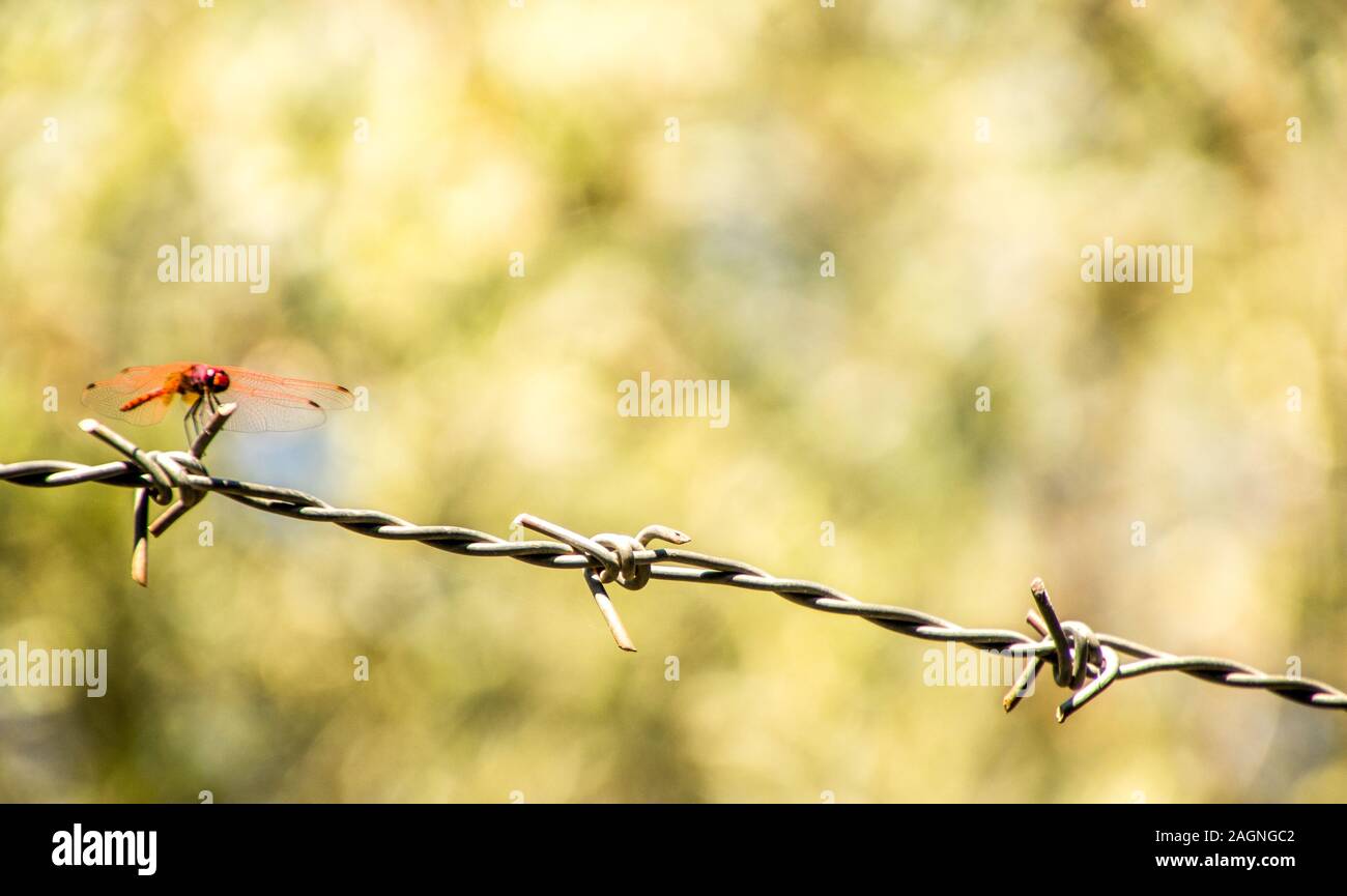 A beautiful Red Dragonfly sitting on a strip of barbed wire Stock Photo ...
