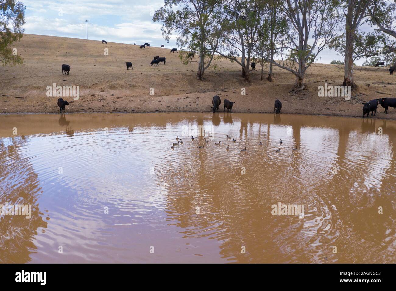 Aerial view of an agricultural water dam with cows and ducks outside of ...