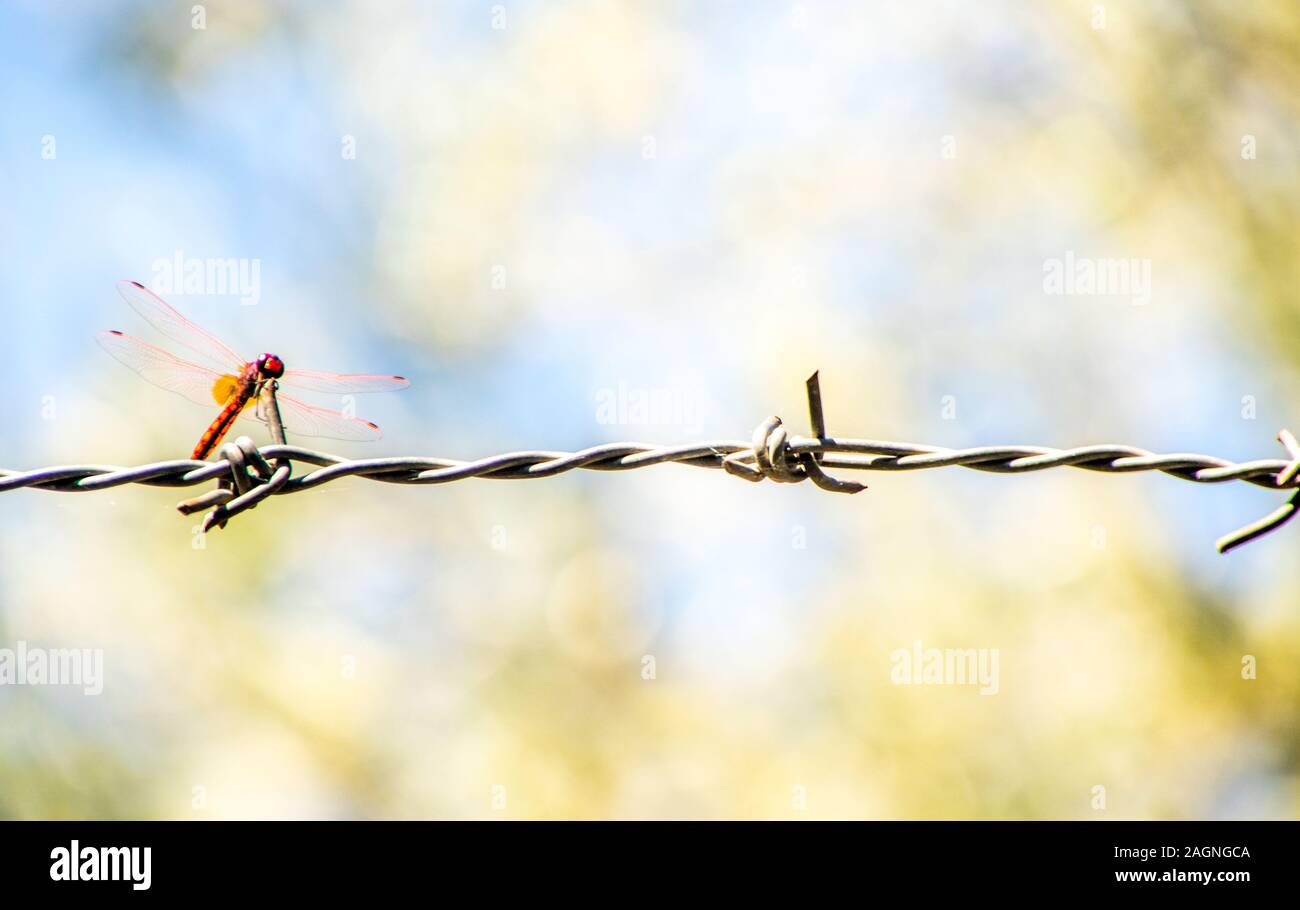 A beautiful Red Dragonfly sitting on a strip of barbed wire Stock Photo ...
