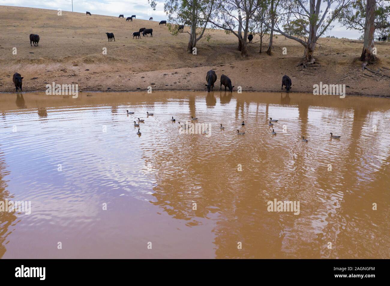 Aerial view of an agricultural water dam with cows and ducks outside of ...
