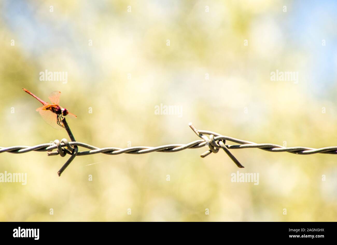 A beautiful Red Dragonfly sitting on a strip of barbed wire Stock Photo ...