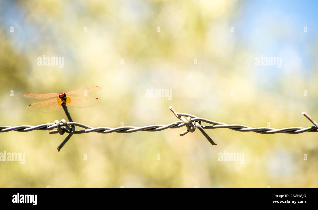 A beautiful Red Dragonfly sitting on a strip of barbed wire Stock Photo ...
