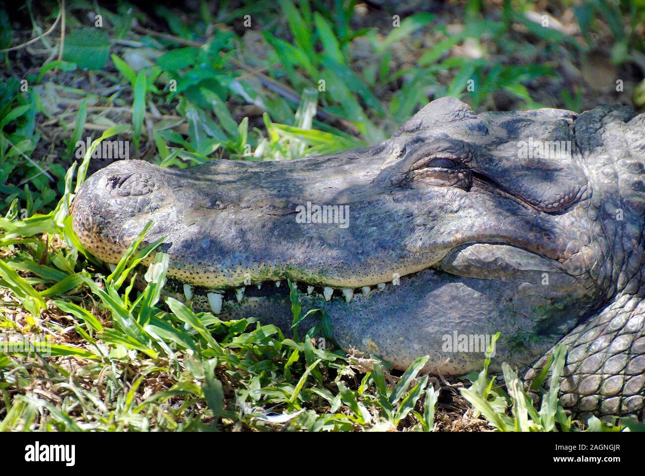 Australia, saltwater crocodile aka saltie Stock Photo - Alamy