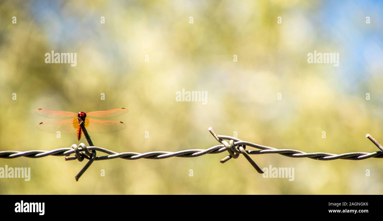 A beautiful Red Dragonfly sitting on a strip of barbed wire Stock Photo - Alamy