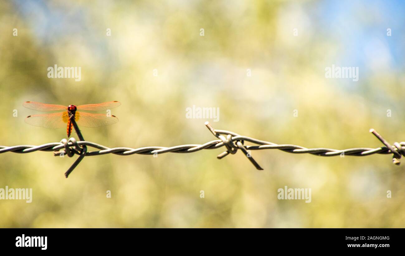 A beautiful Red Dragonfly sitting on a strip of barbed wire Stock Photo ...
