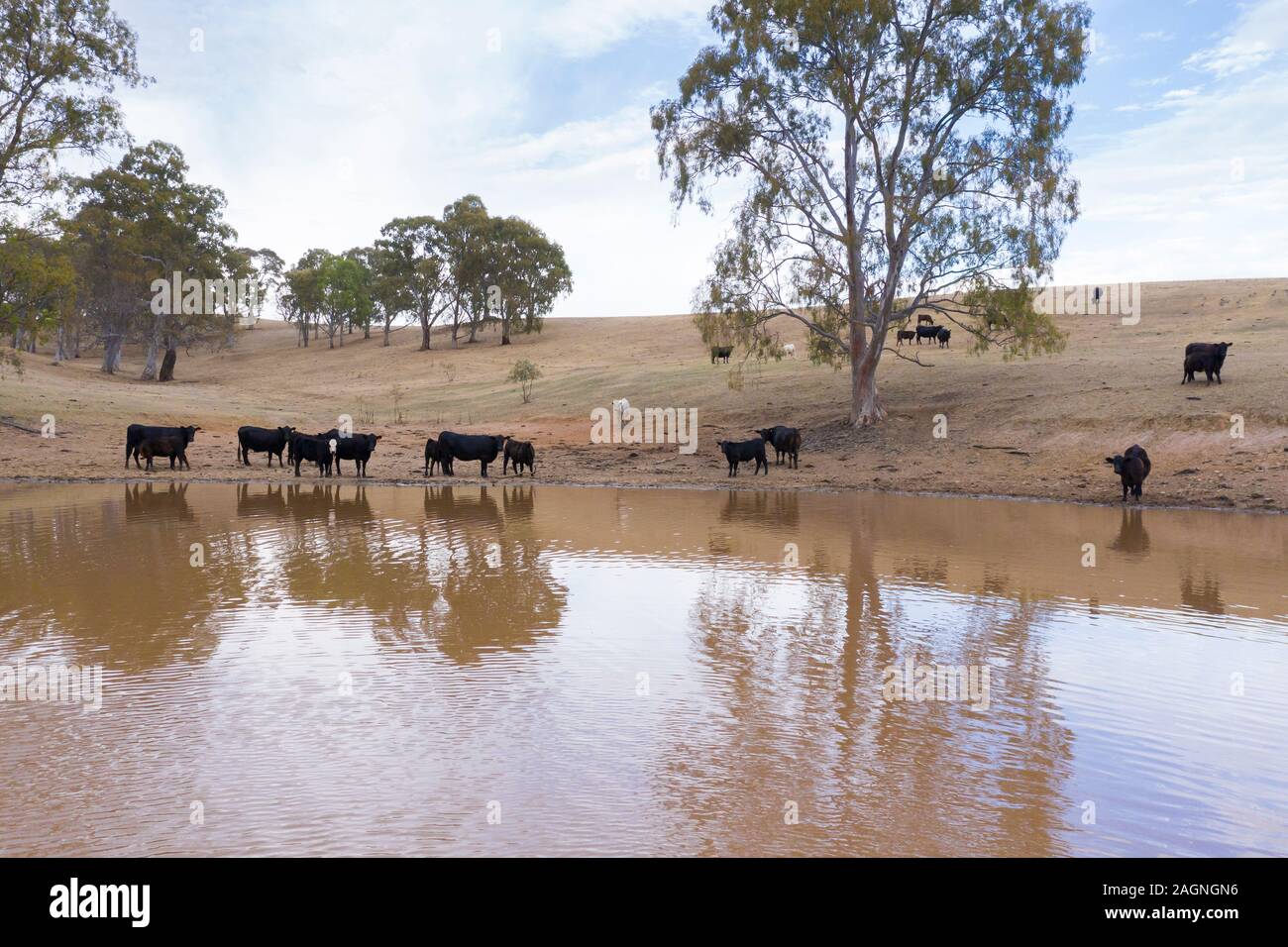 Aerial view of an agricultural water dam with cows outside of Adelaide ...