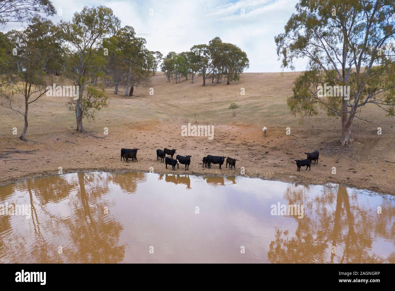 Aerial view of an agricultural water dam with cows outside of Adelaide ...