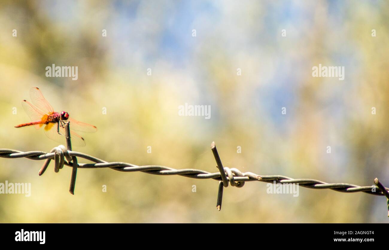 A beautiful Red Dragonfly sitting on a strip of barbed wire Stock Photo ...