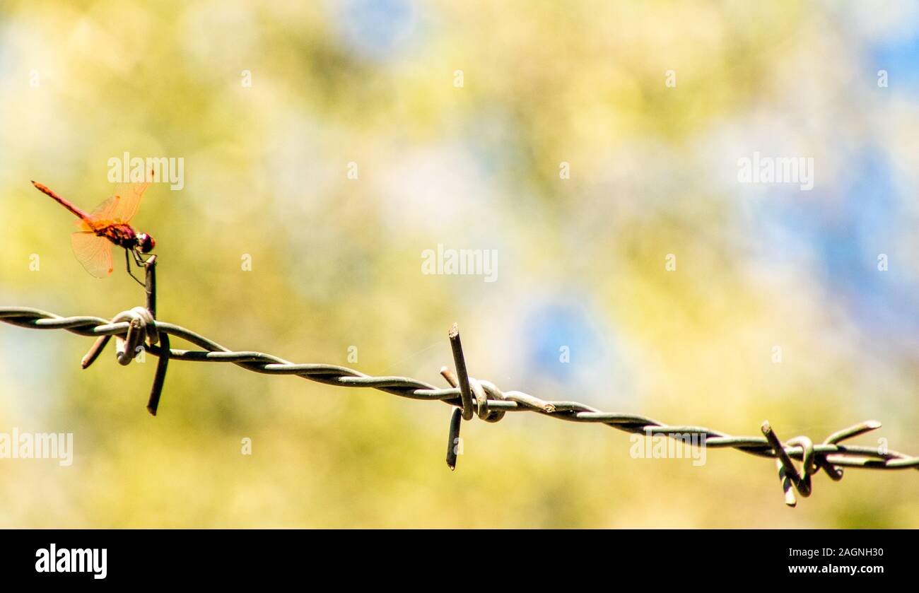 A beautiful Red Dragonfly sitting on a strip of barbed wire Stock Photo ...