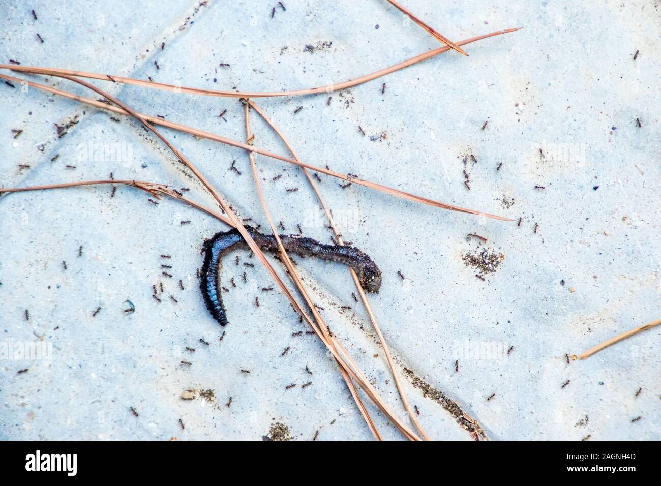 An army of ants divulge and surround the carcass of a dead worm Stock ...